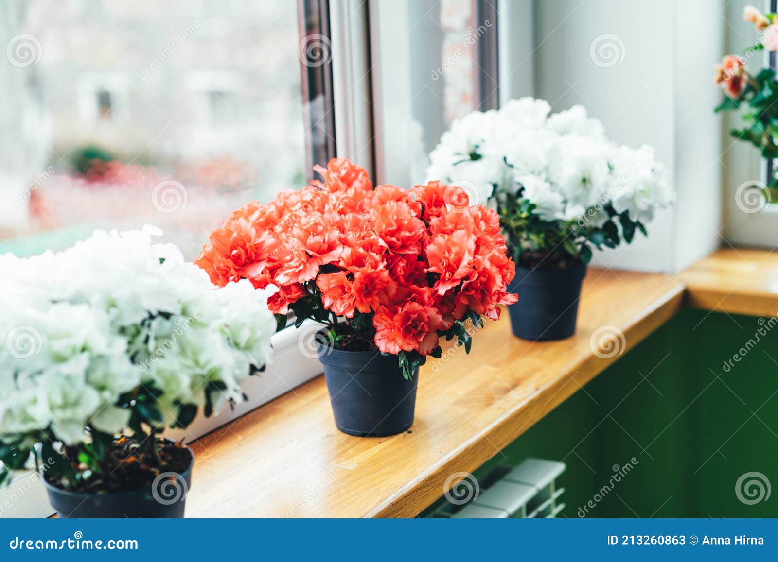 Red and White Indian Azaleas on the Windowsill. Home Mini Potted Plants ...