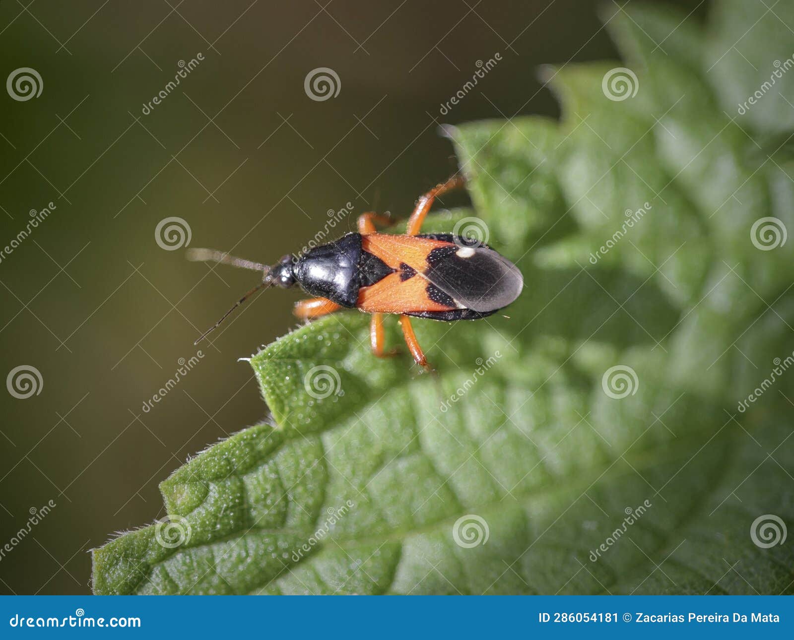 Red and white insect macro stock image. Image of spring - 286054181