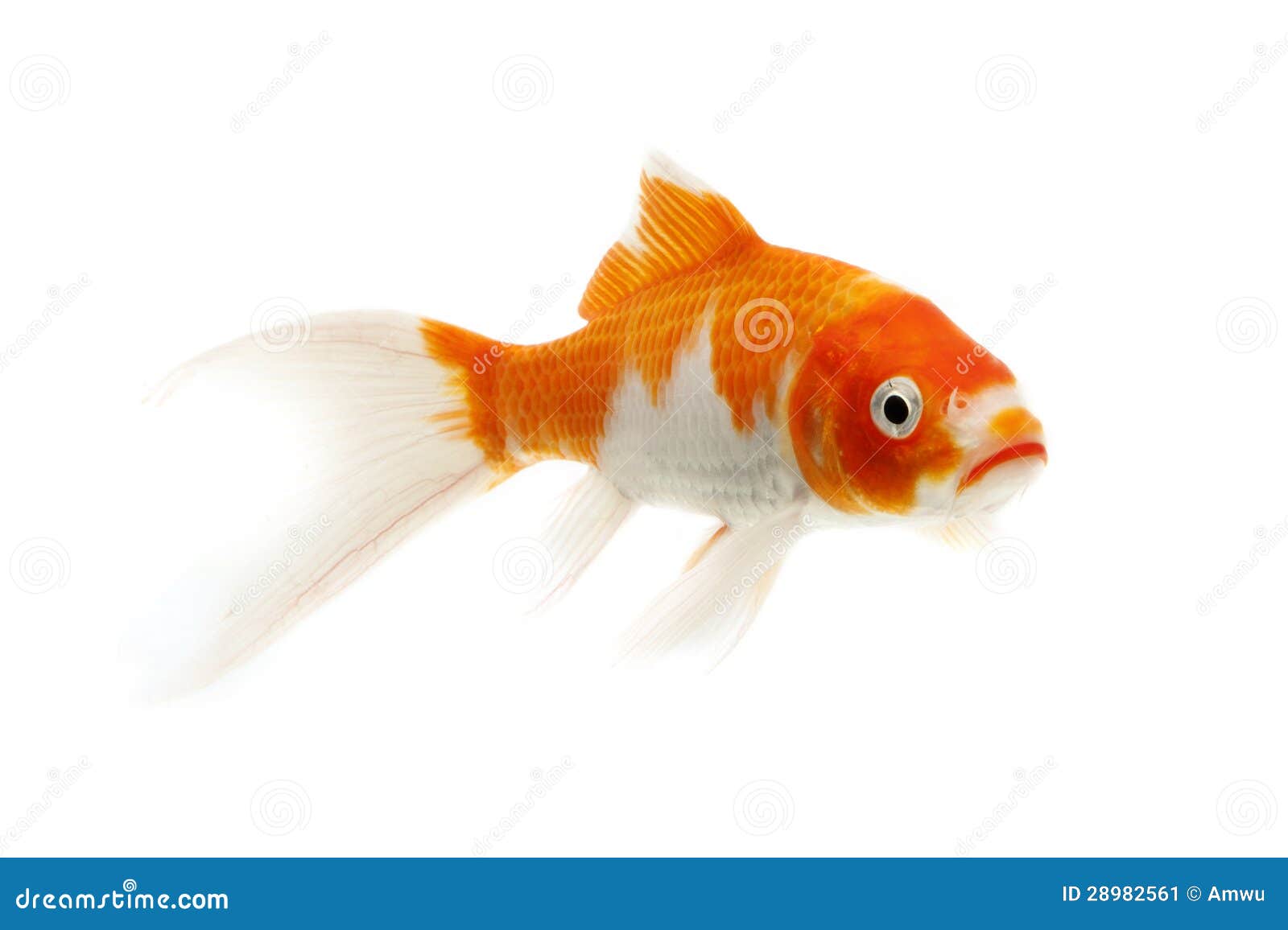 Red and White Koi Fish stock image. Image of freshness - 28982561