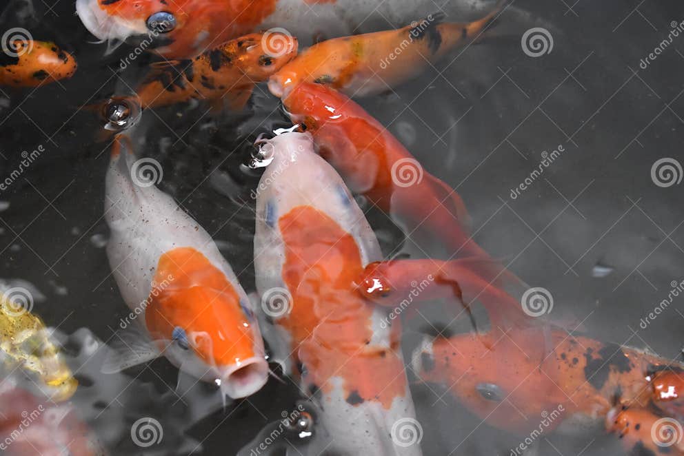 Red and White Koi Fish in Pond Stock Image - Image of fish, exotic ...