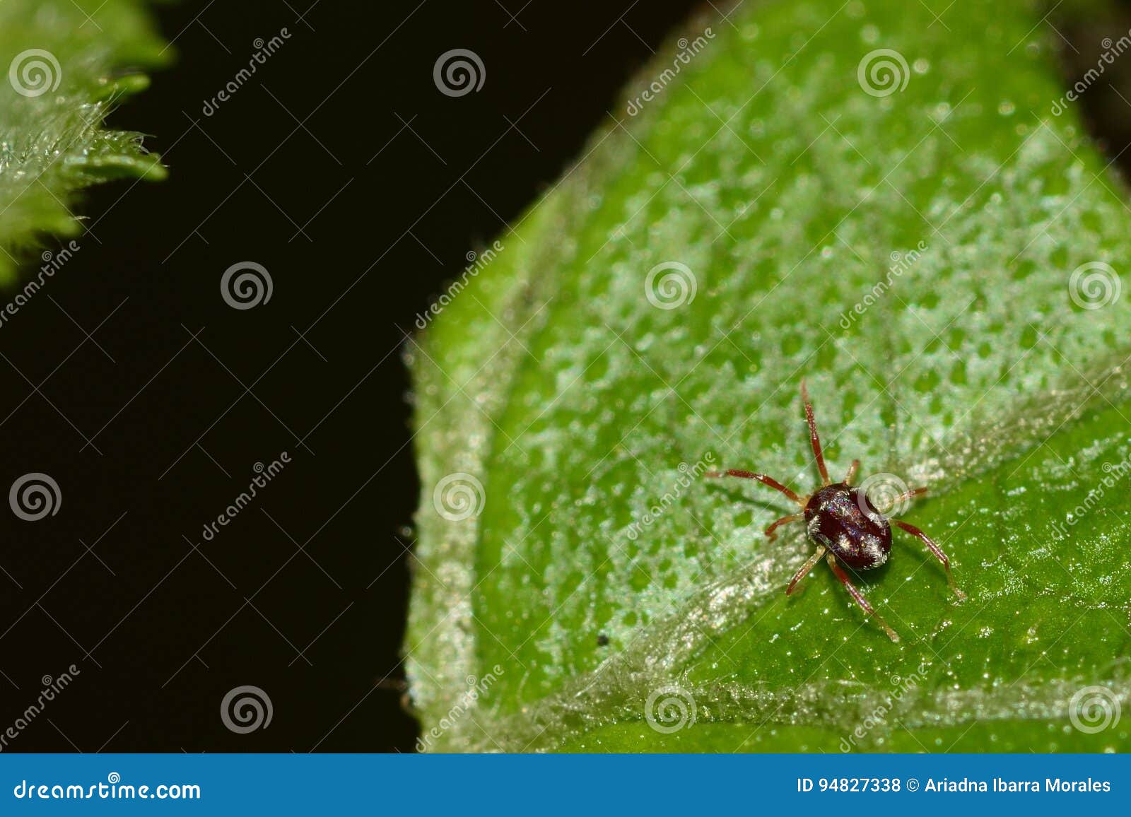 Red and white mite acari stock photo. Image of small - 94827338