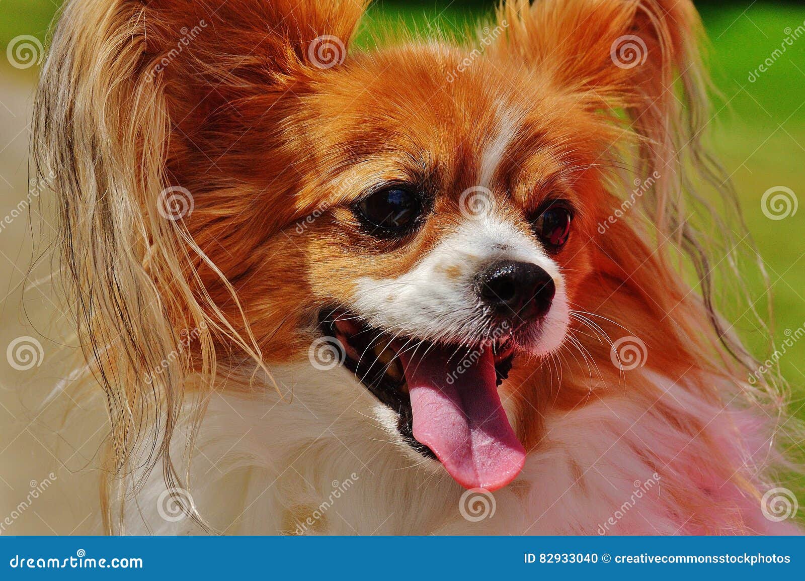 Red White Papillon Picture. Image: 82933040