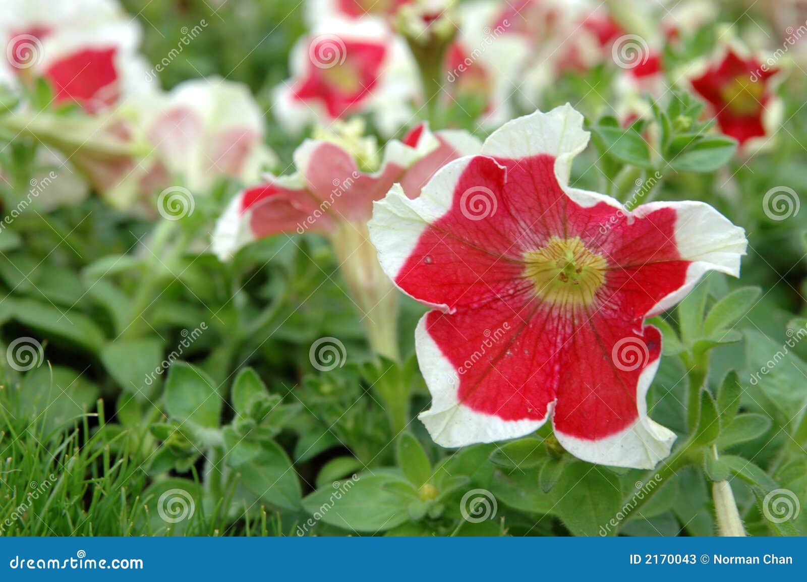 Red-white petunia stock image. Image of beauty, tiny, close - 2170043