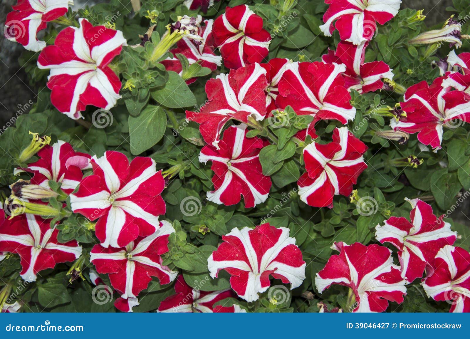 Red and White Petunia Flowers Stock Image - Image of growing, close ...