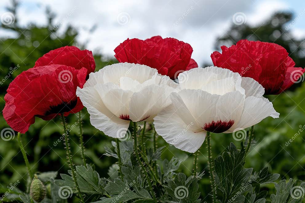 Red and White Poppies in a Garden. Stock Illustration - Illustration of ...