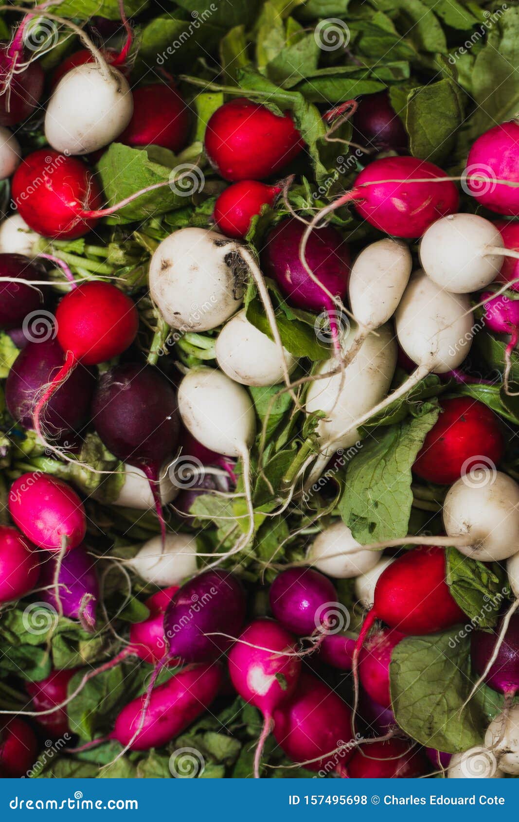 Red Radish, Vertical and Horizontal Top View Stock Photo - Image of ...