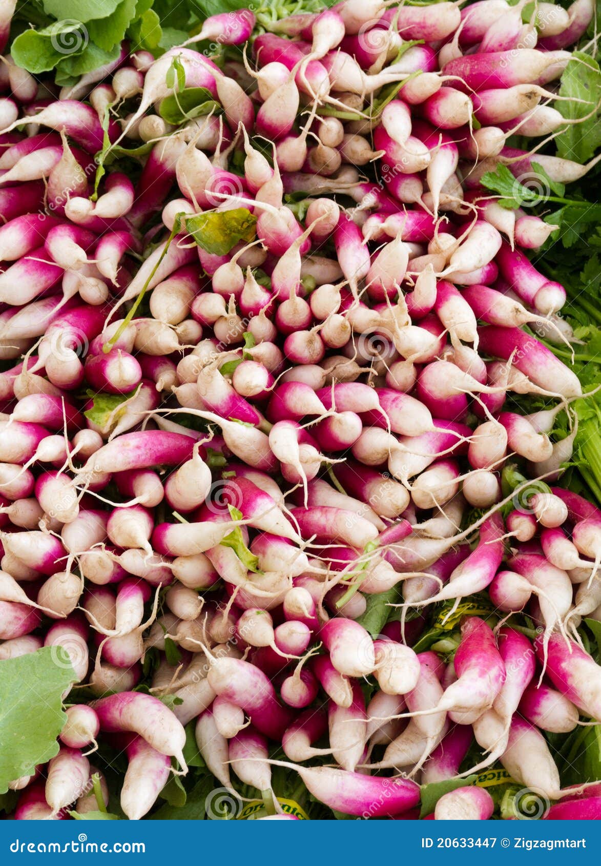 Red and White radishes stock image. Image of vegetable - 20633447