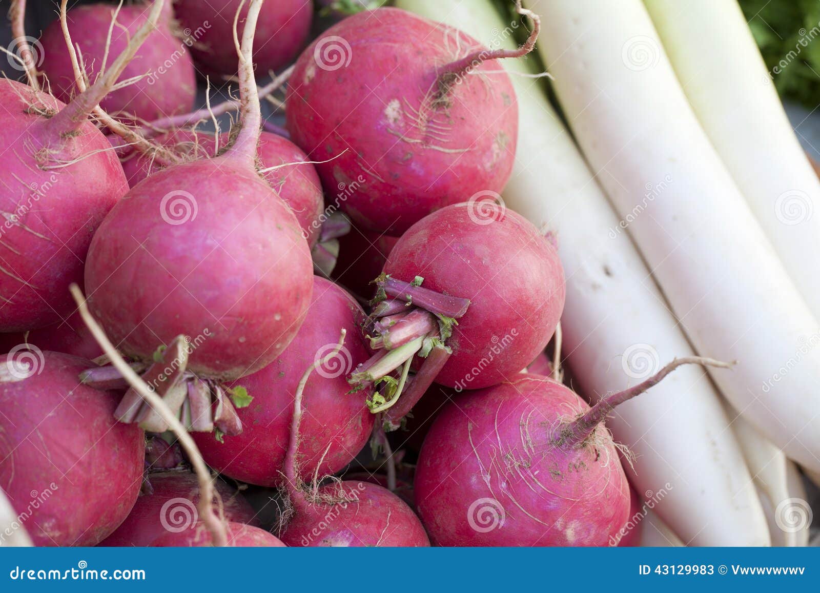 Red and white radishes stock image. Image of nature, turnip - 43129983
