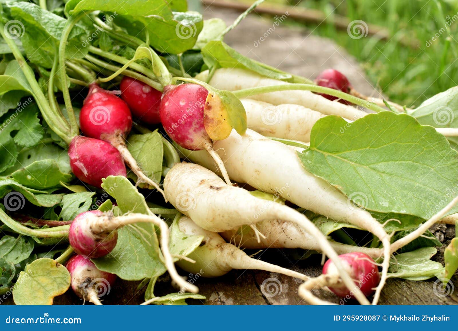 Red and White Radishes with Tops. Stock Image - Image of salad, health ...