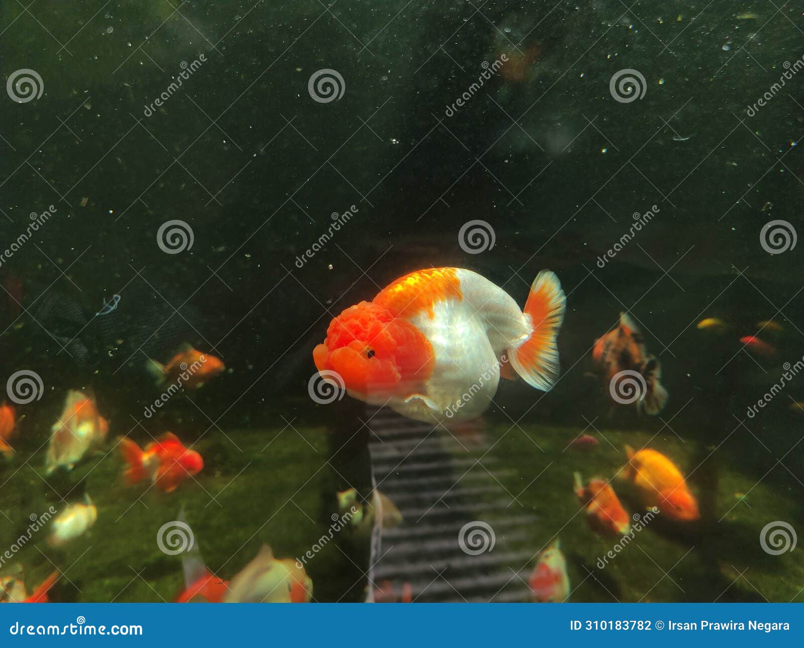 Red and White Ranchu Goldfish Stock Photo - Image of goldfish, ranchu ...