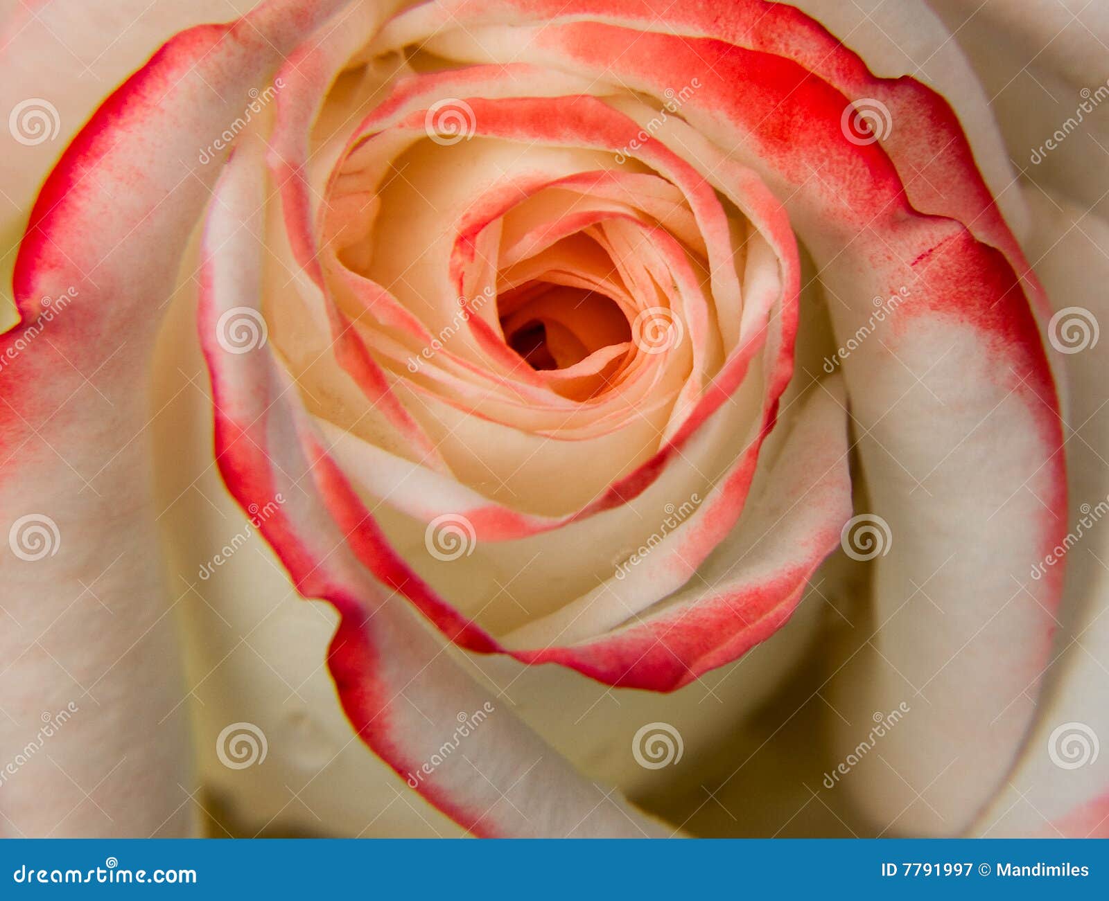 Red and white Rose stock image. Image of bloom, petal - 7791997