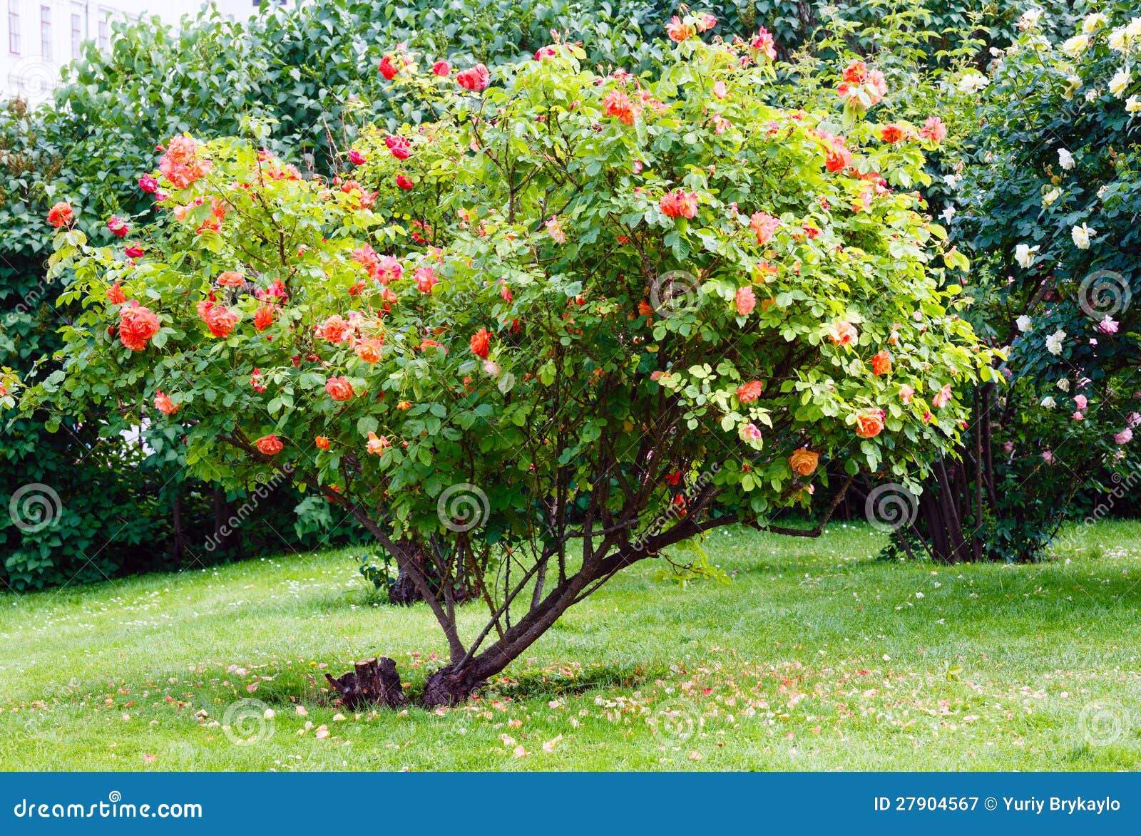 Red and white rose bushes stock image. Image of floral - 27904567