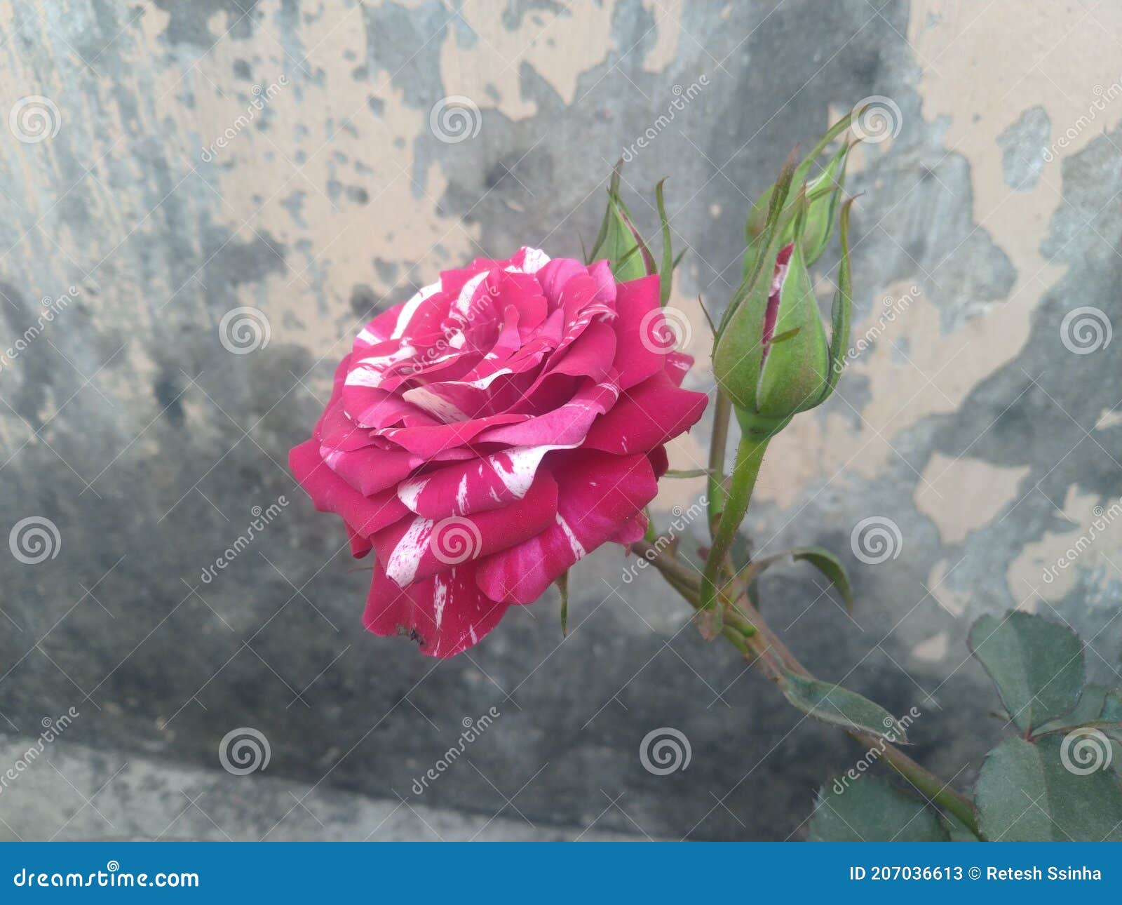 Red and white Rose Flower stock image. Image of rose - 207036613