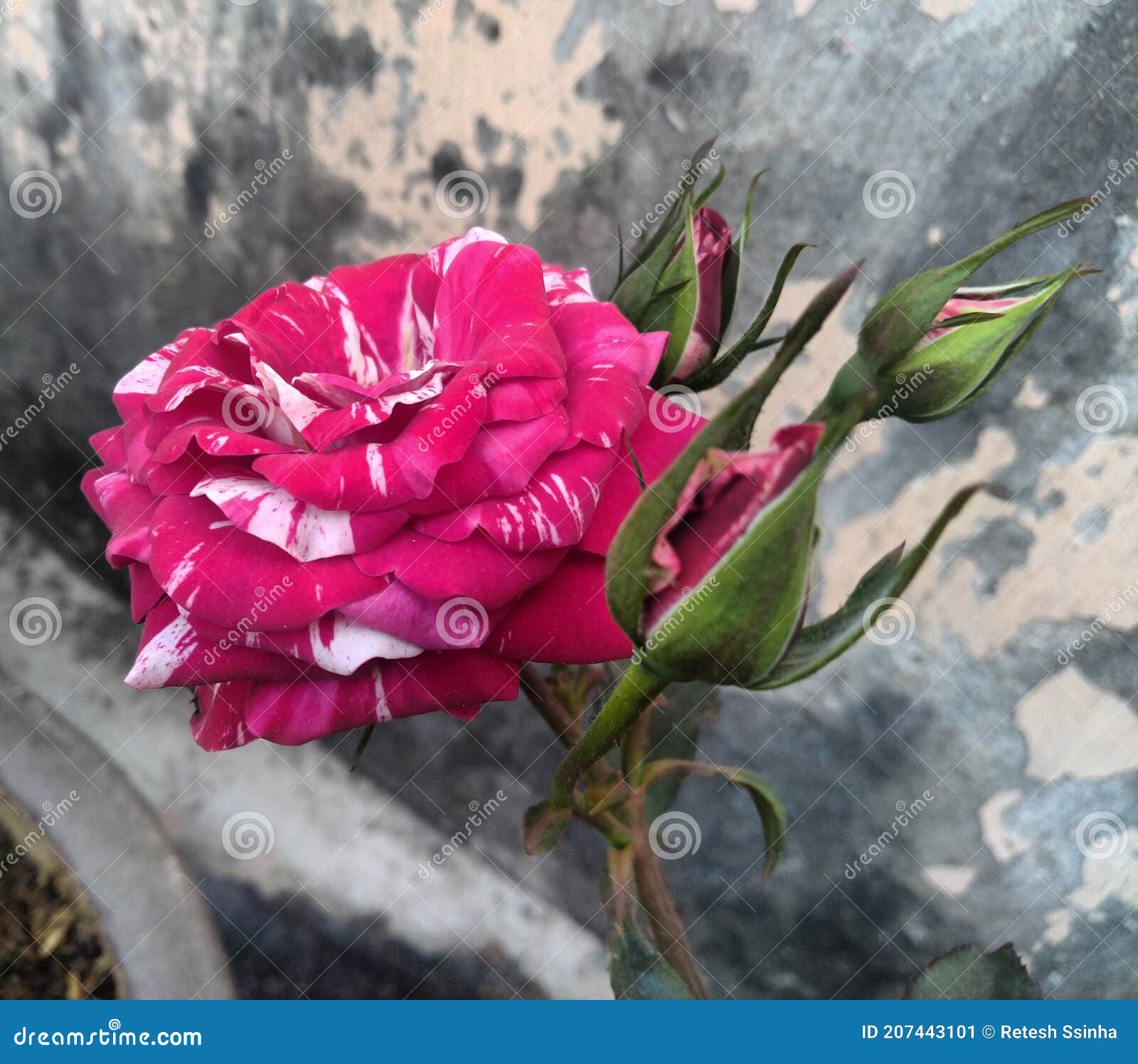 Red and white Rose Flower stock image. Image of leaf - 207443101