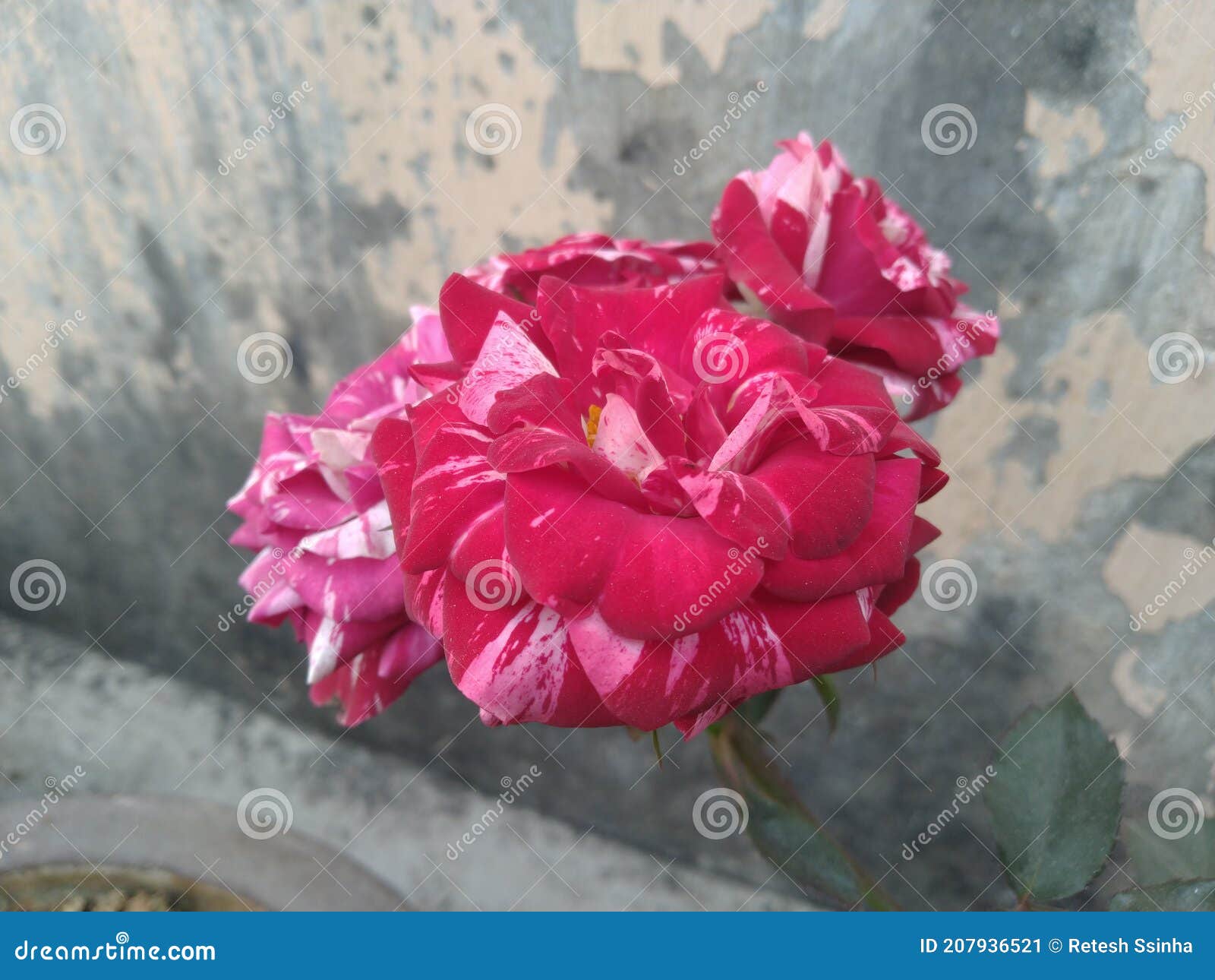 Red and White Rose flower stock image. Image of flower - 207936521