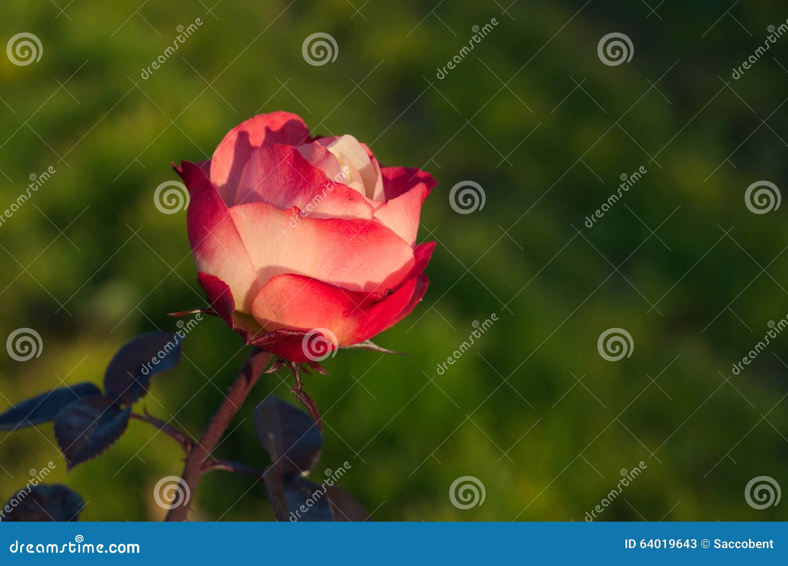 Red and White Rose Flower on Natural Background Stock Image - Image of ...