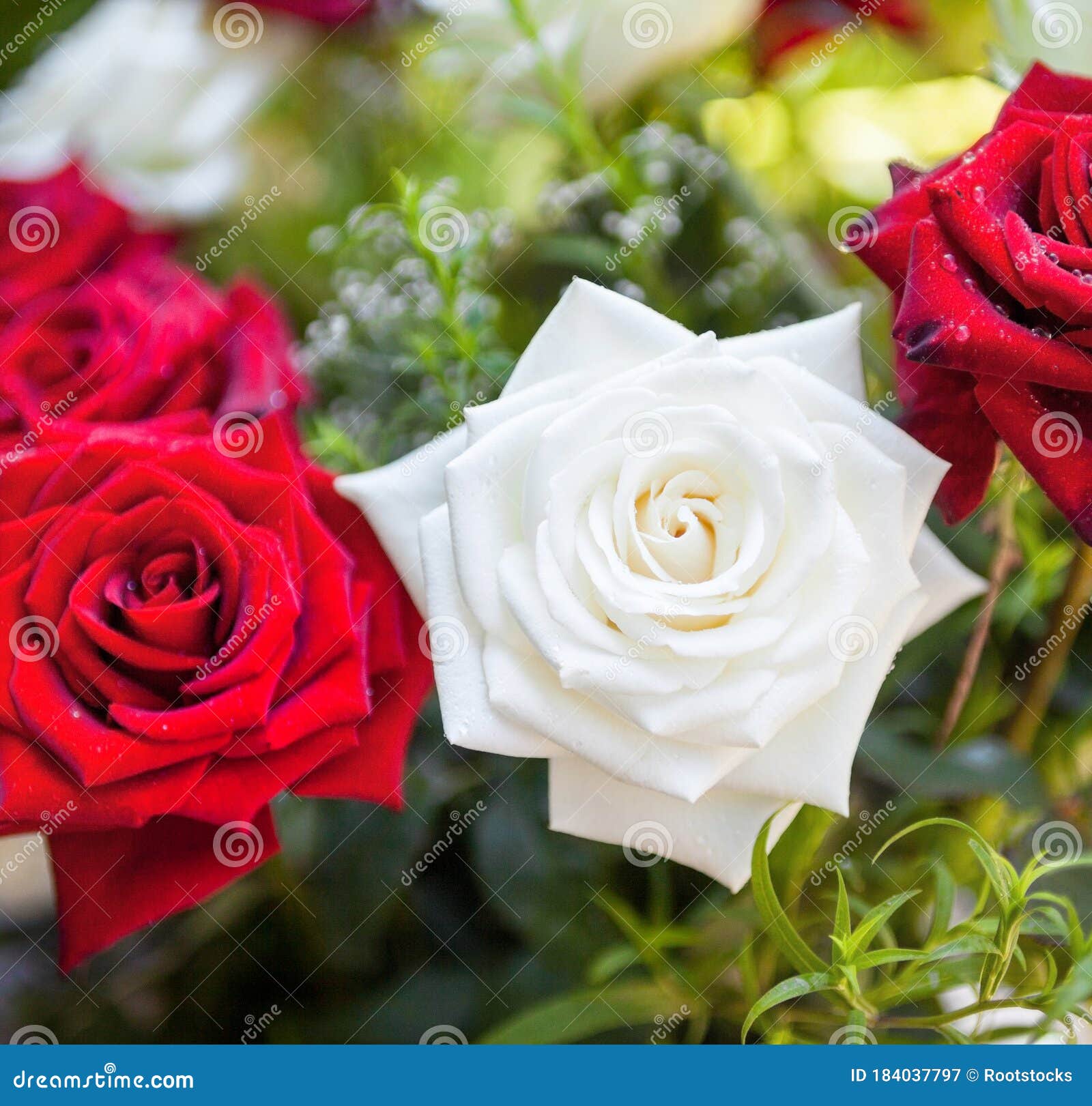 Red and white rose flowers stock image. Image of flower - 184037797