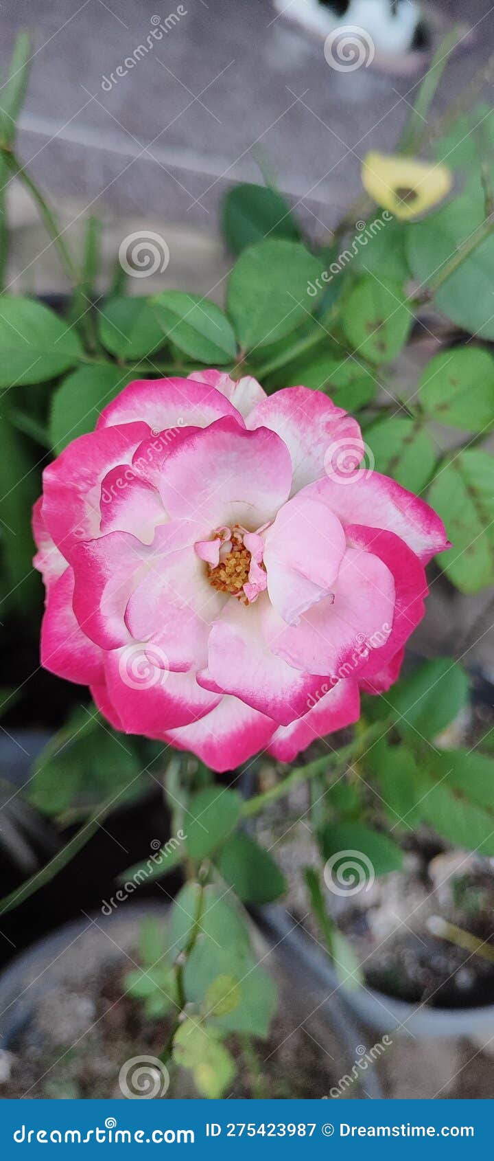 Red and White Rose in Gardens Stock Image - Image of gardens, garden ...