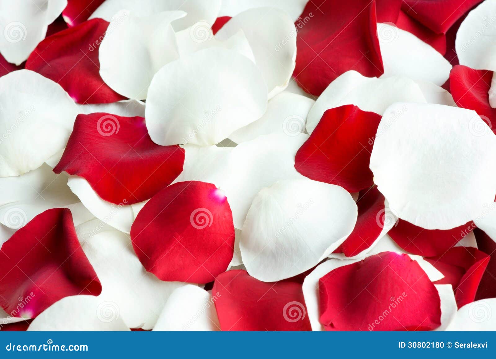 Red and white rose petals stock photo. Image of celebration - 30802180