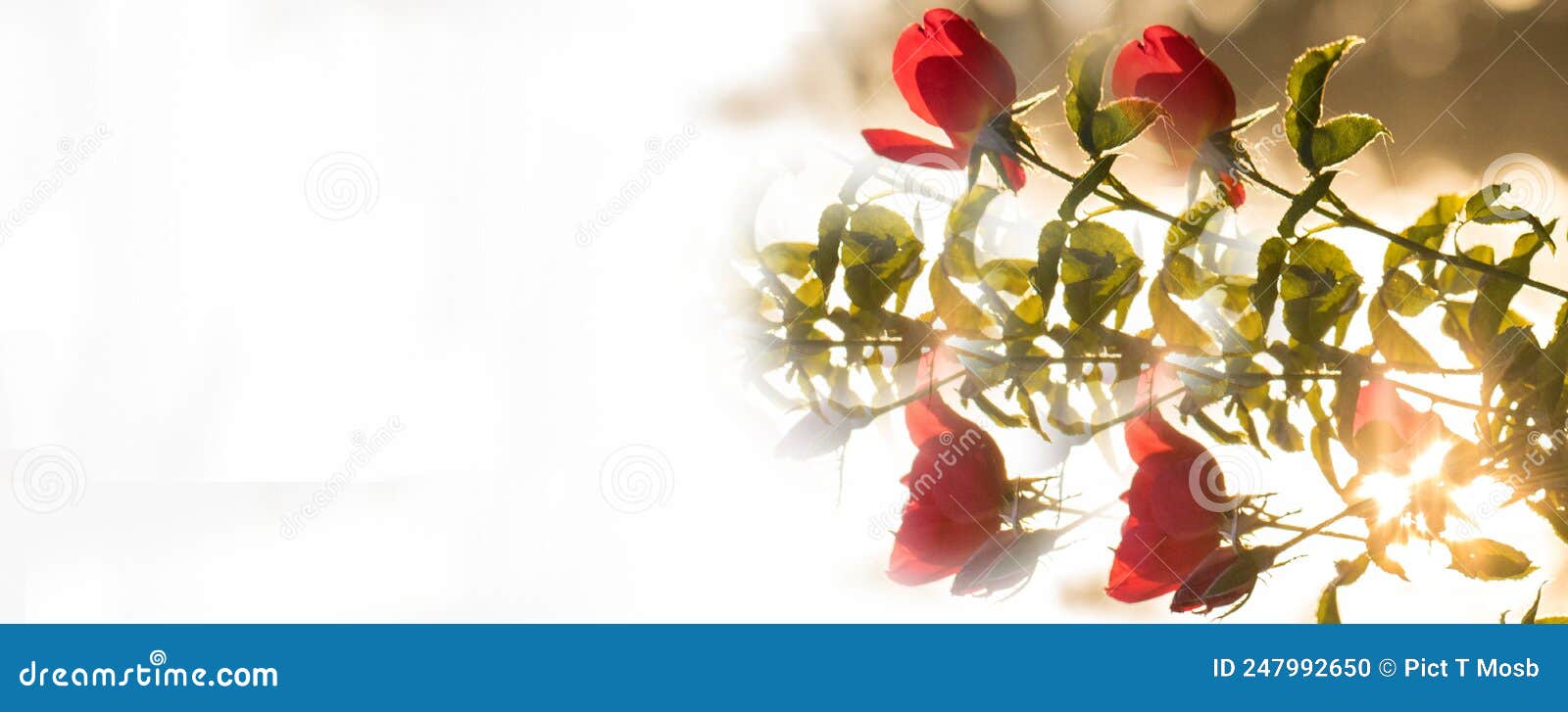 Red flower web banner stock illustration. Illustration of love - 247992650