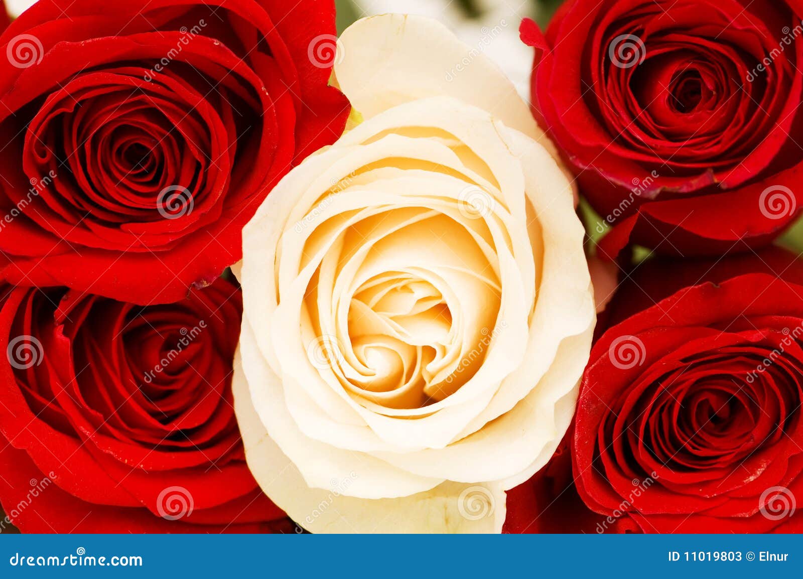 Red and white roses stock image. Image of beauty, single - 11019803
