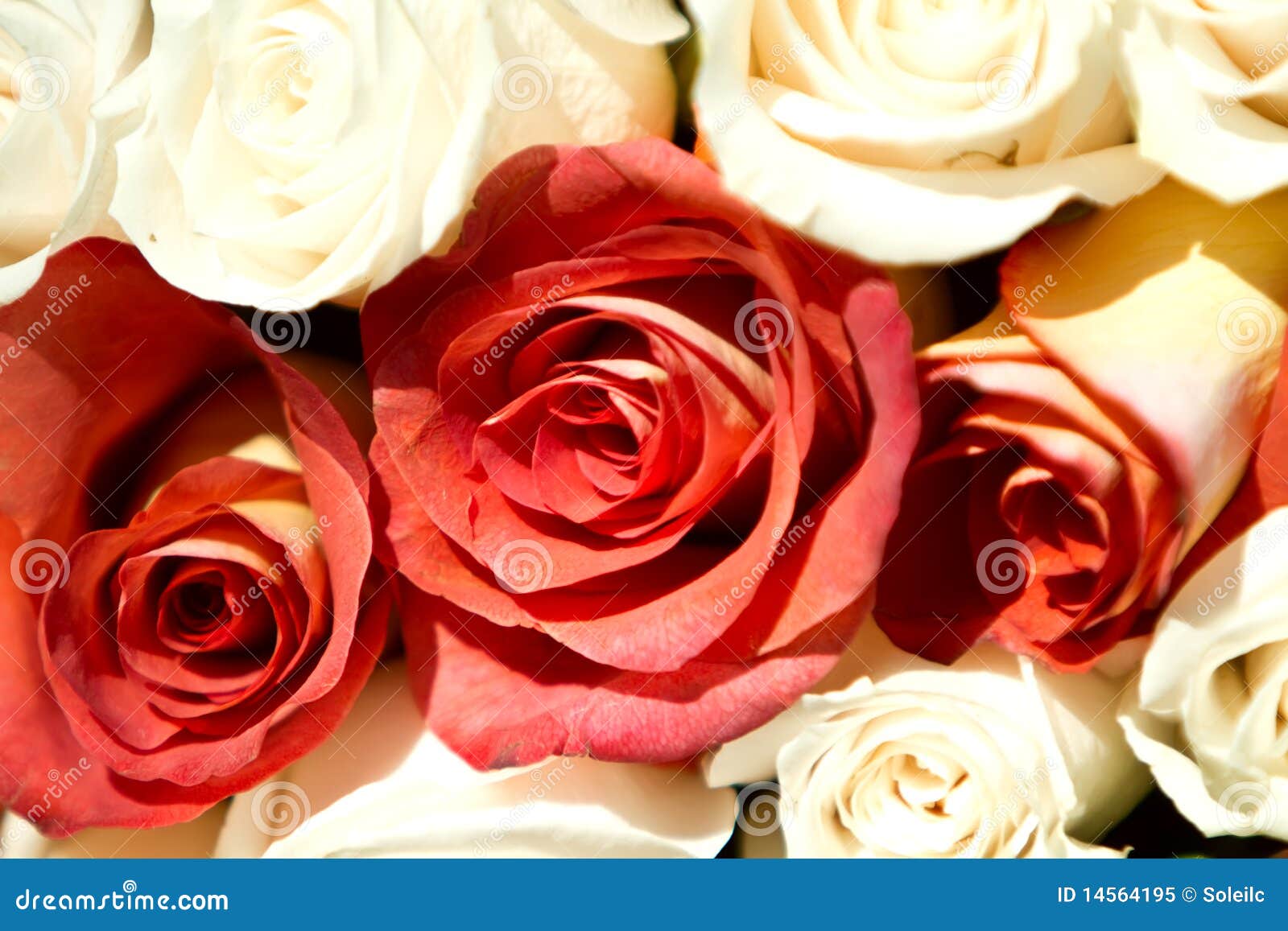 Red and white roses stock image. Image of seasonal, flowers - 14564195