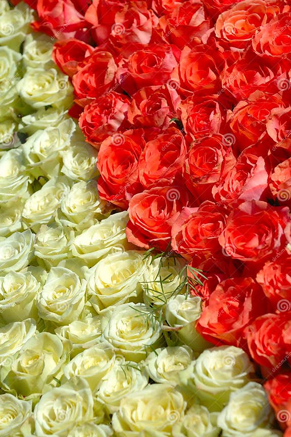Red and white roses stock image. Image of scent, aroma - 1867575
