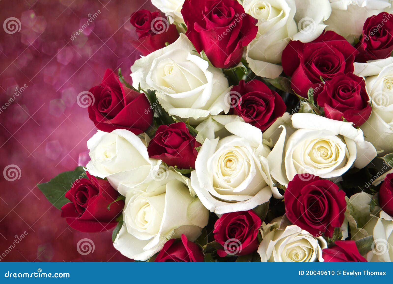 Red and White roses stock photo. Image of delicacy, aroma - 20049610