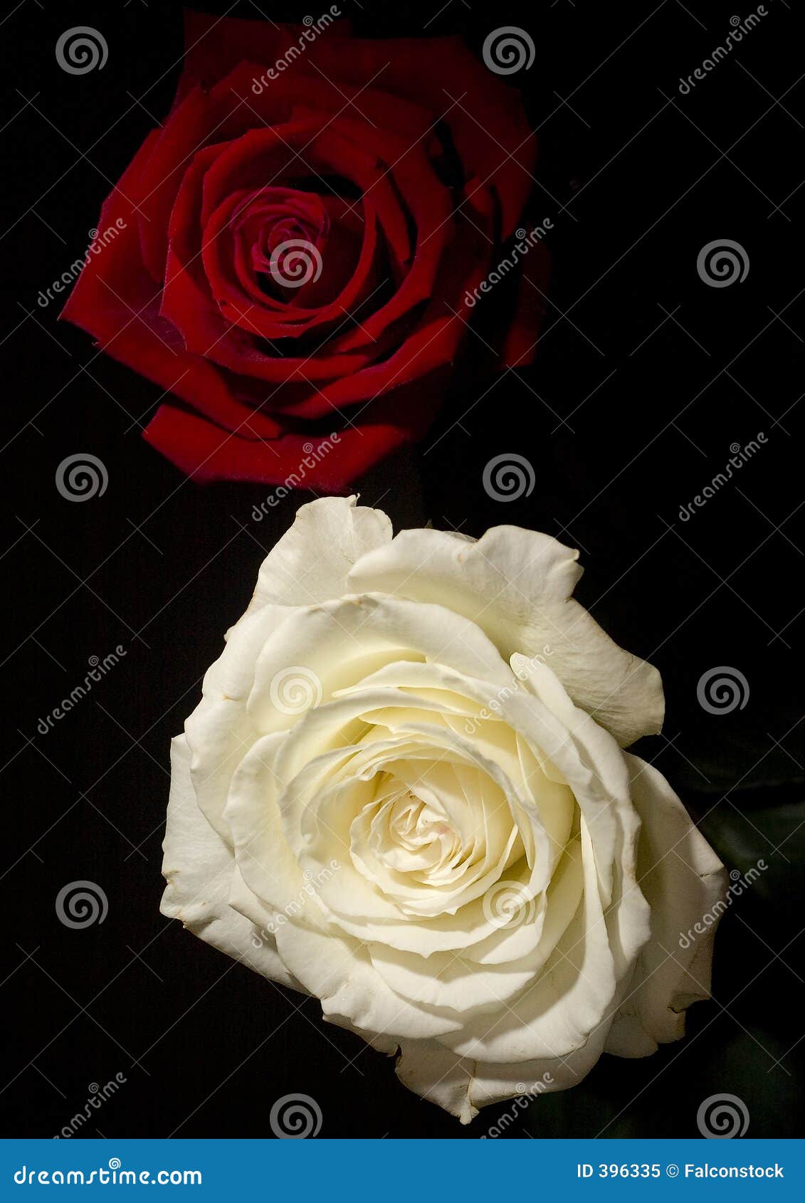 Bloody Black Rose Wallpaper