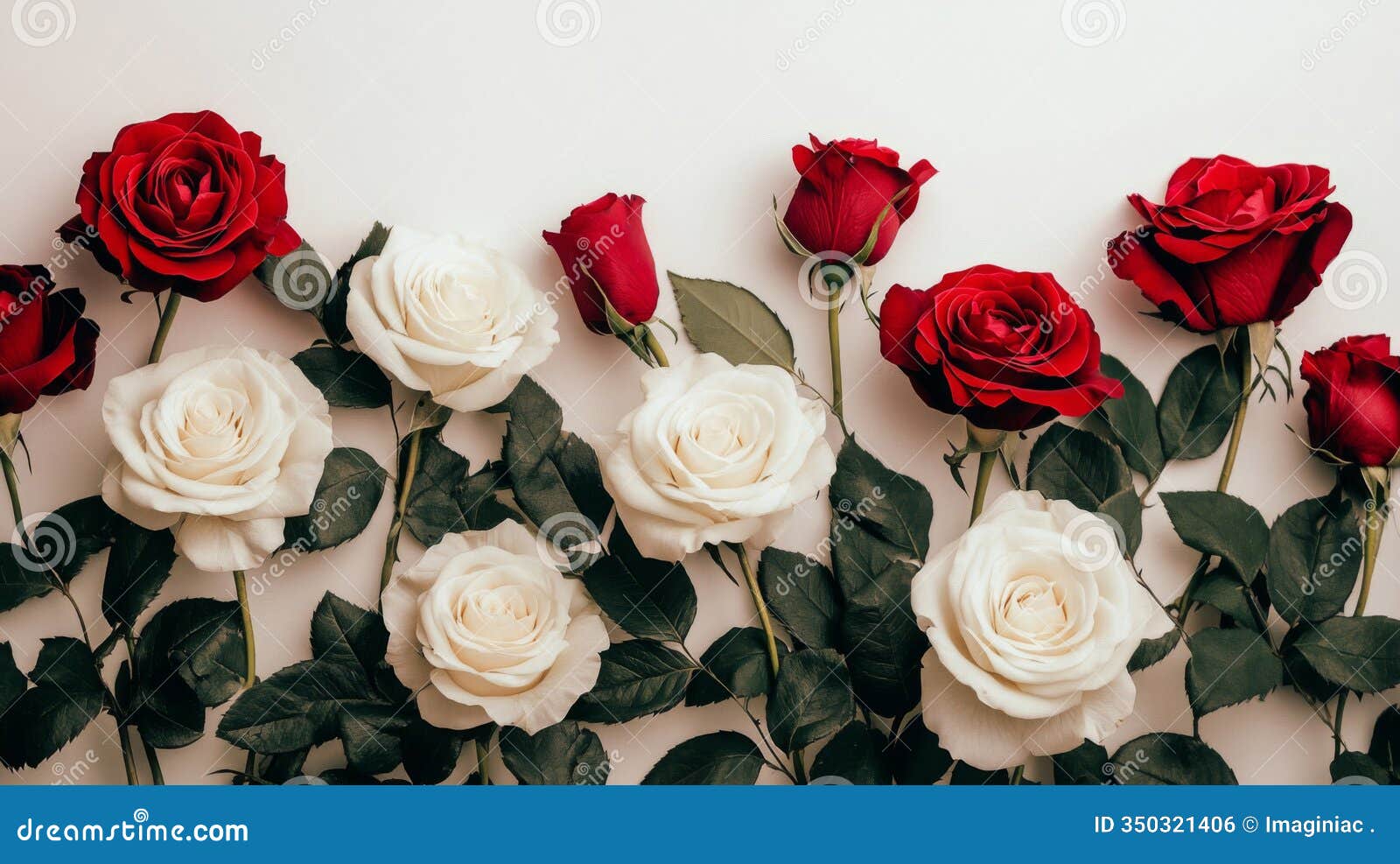 Red and White Roses Arranged on a Neutral Background Stock Illustration ...