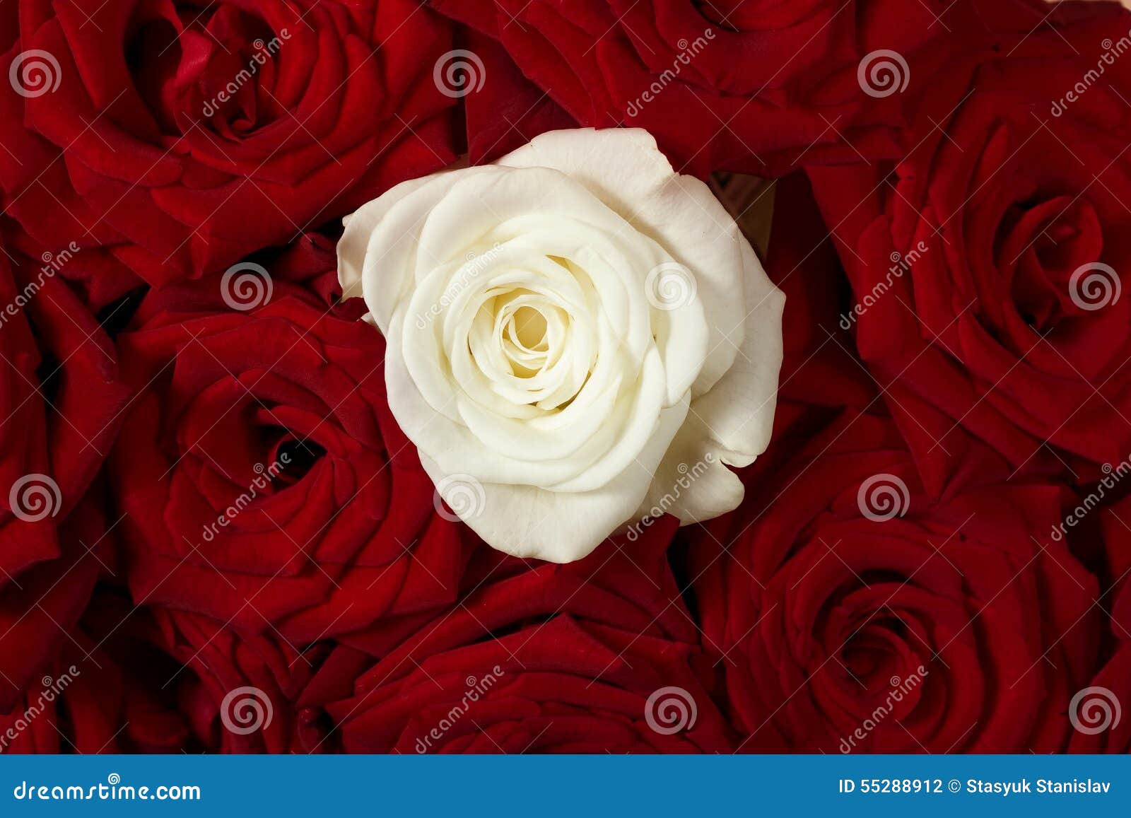 Red Roses With One White Rose