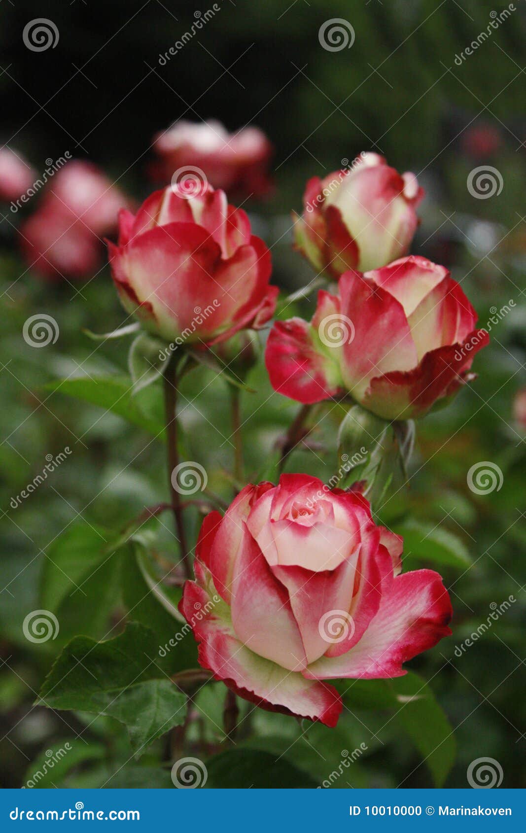 Red and White Roses in the Garden Stock Photo - Image of macro, floral ...