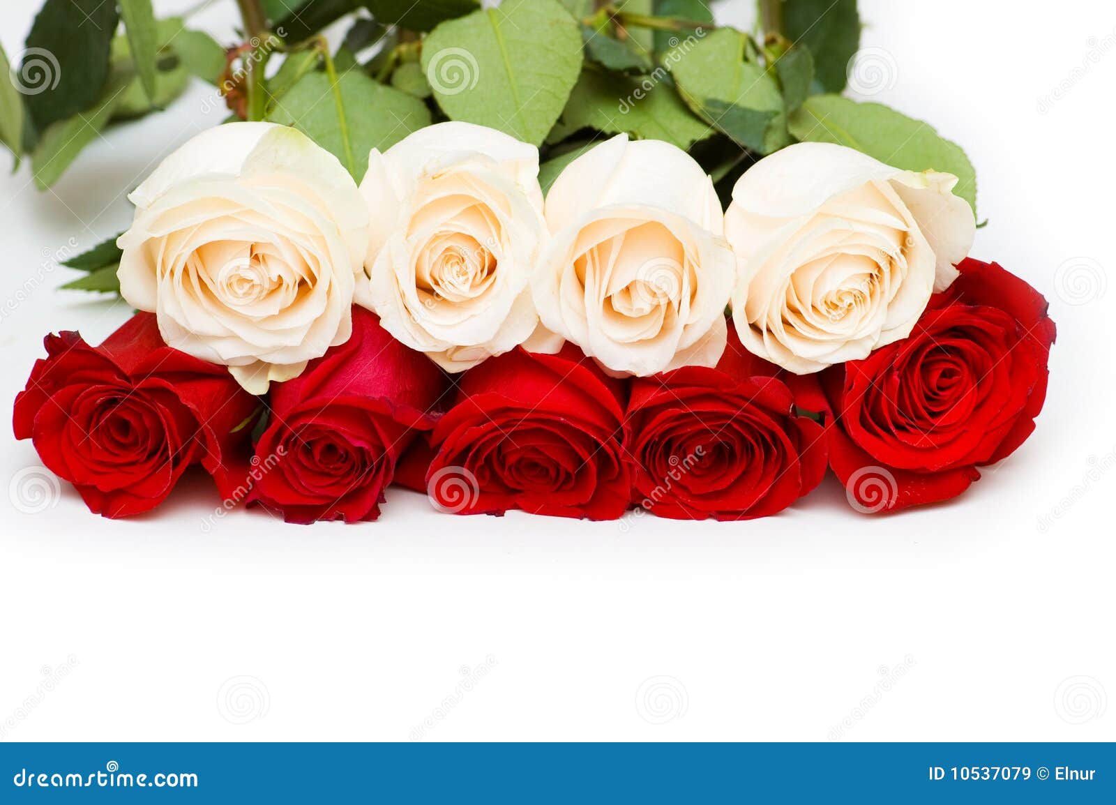 Red and White Roses Isolated Stock Image - Image of petal, event: 10537079