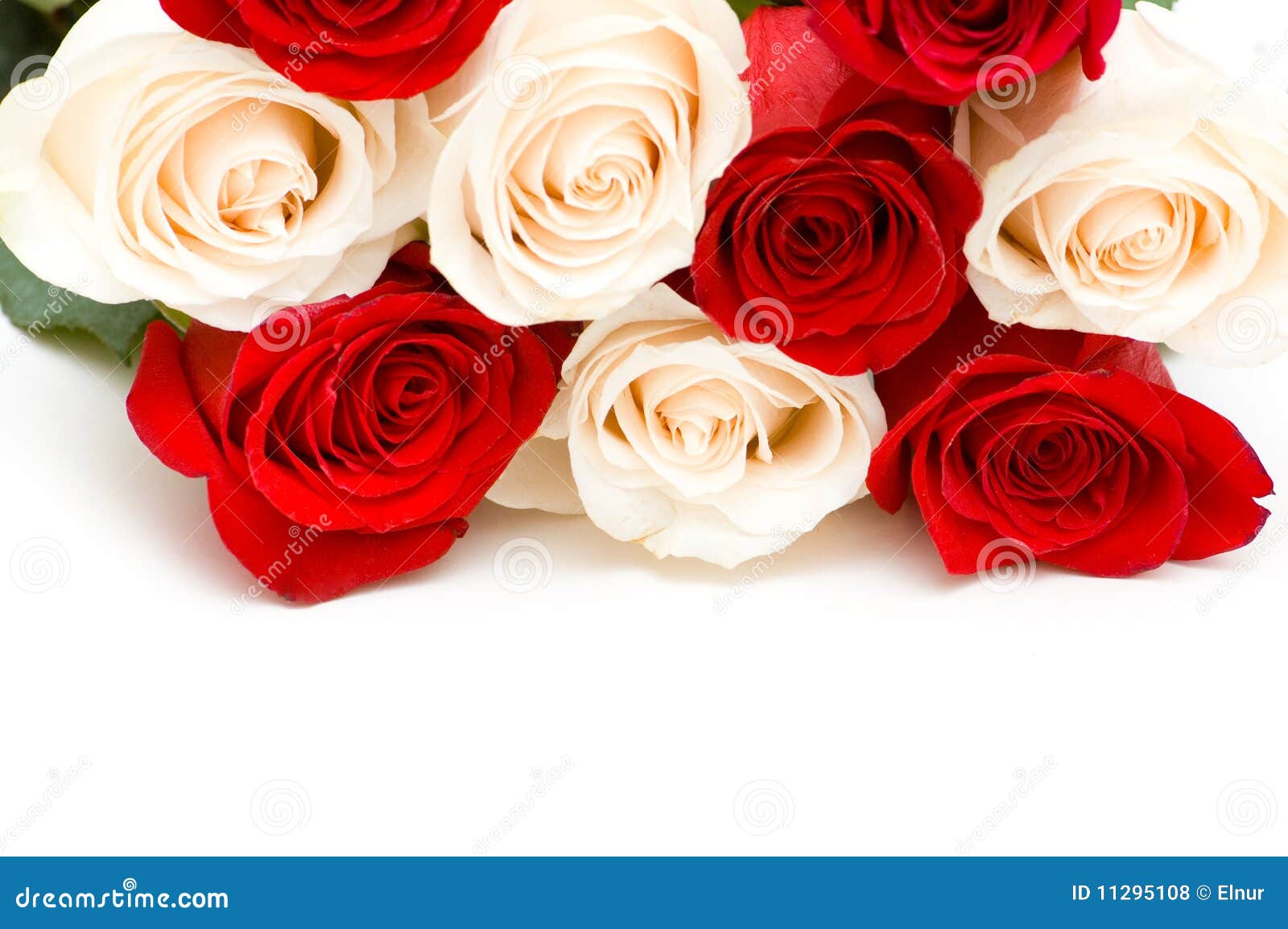 Red and White Roses Isolated Stock Photo - Image of rosy, macro: 11295108