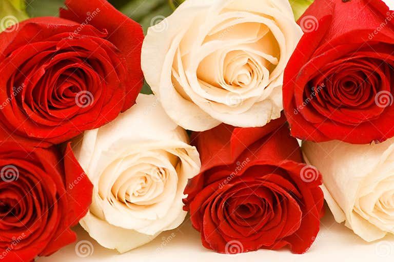 Red and White Roses Isolated Stock Photo - Image of colored, beauty ...