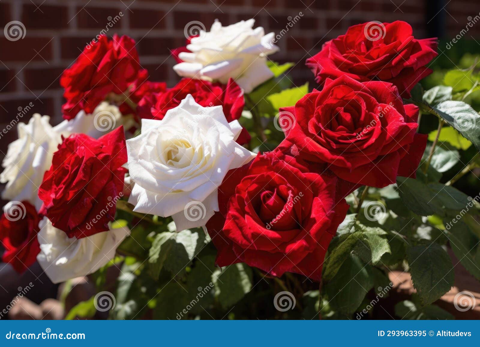 Red and White Roses Mixed Together in a Flower Bed Stock Image - Image ...