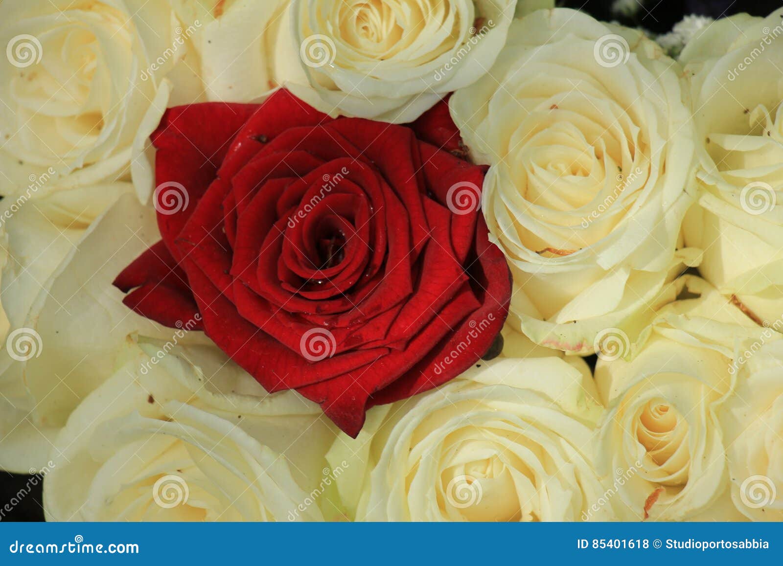 Red and white roses stock photo. Image of petal, roses - 85401618