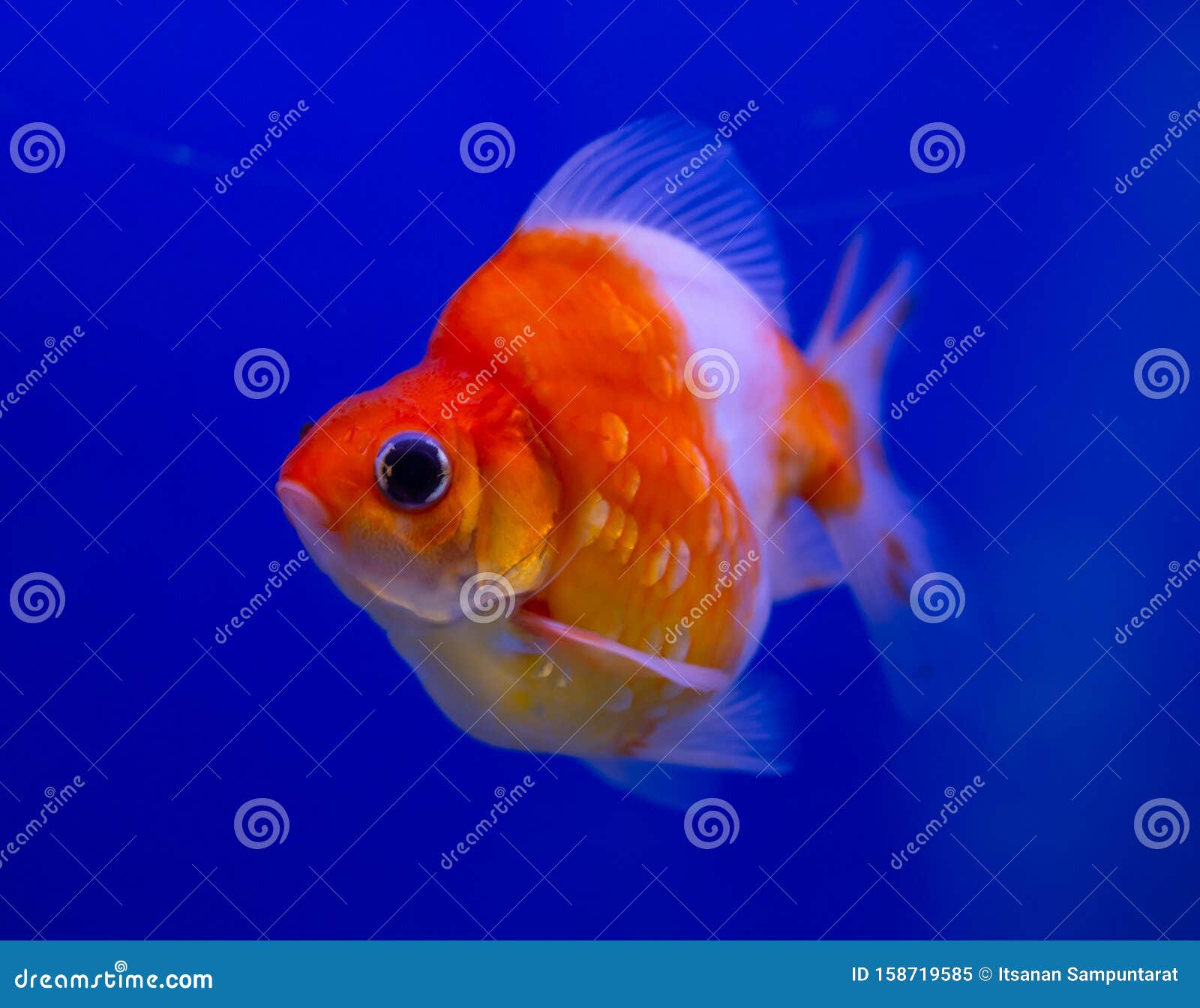 Goldfish With A Blue Background Stock Photo | CartoonDealer.com #15704286