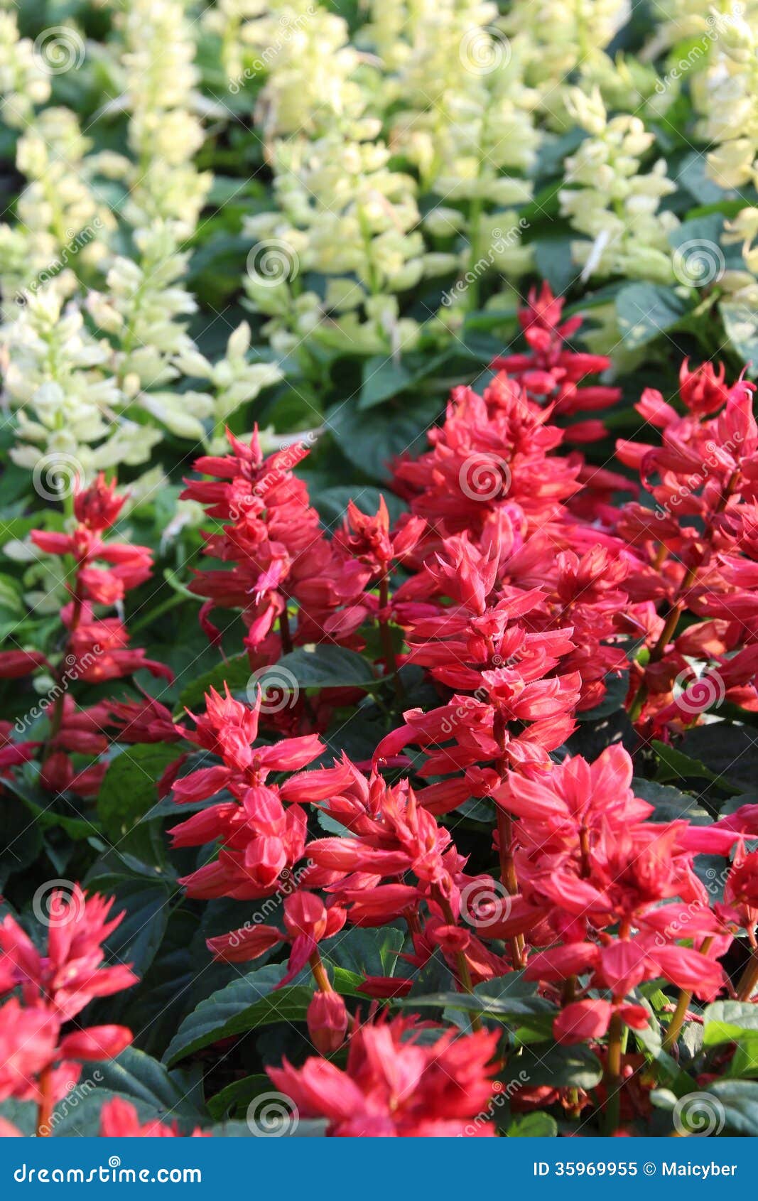 Red and White Salvia Flower Stock Image - Image of nature, botanical ...