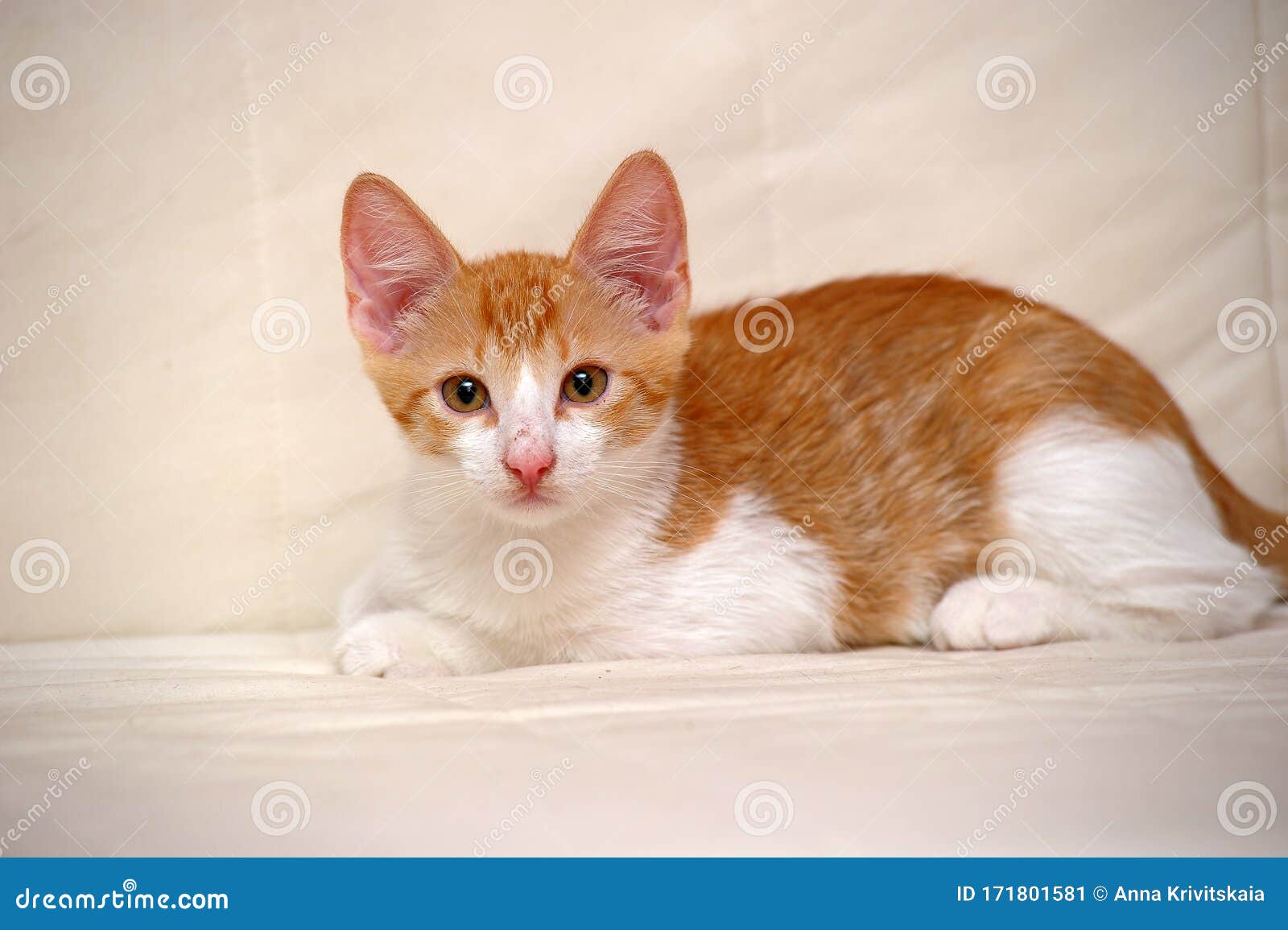 Red and white kitten stock image. Image of beautiful - 171801581
