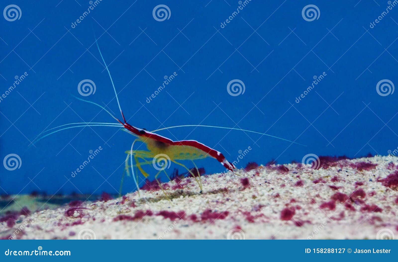 Red and White Shrimp in Blue Water and White Sand Stock Image - Image ...