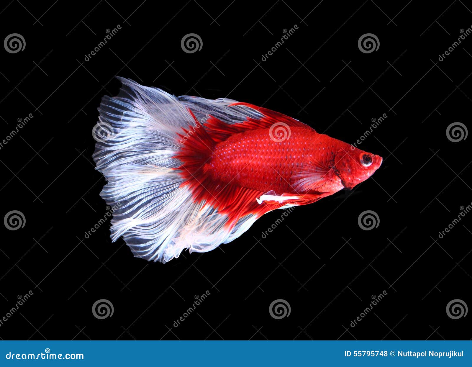 Red And White Siamese Fighting Fish Halfmoon , Betta Fish Isolated On ...