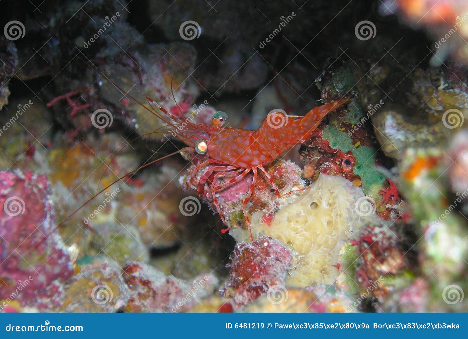 Red white spotted shrimp stock image. Image of diver, escape - 6481219