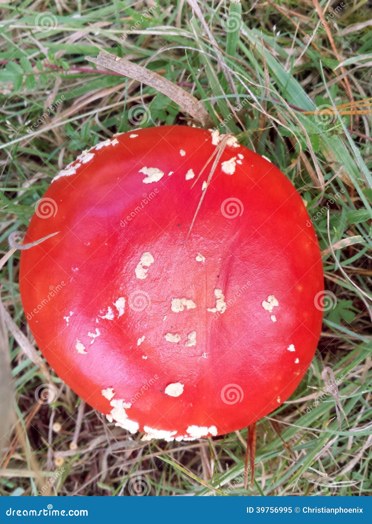 Red and White Spotted Toad Stool Top Stock Image - Image of debris ...