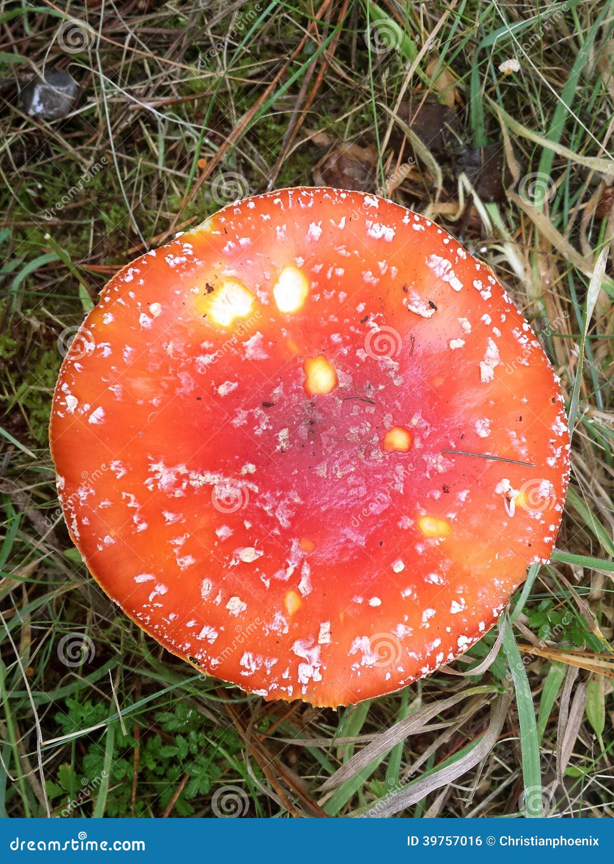 Red and White Spotted Toad Stool Top Stock Photo - Image of magic ...
