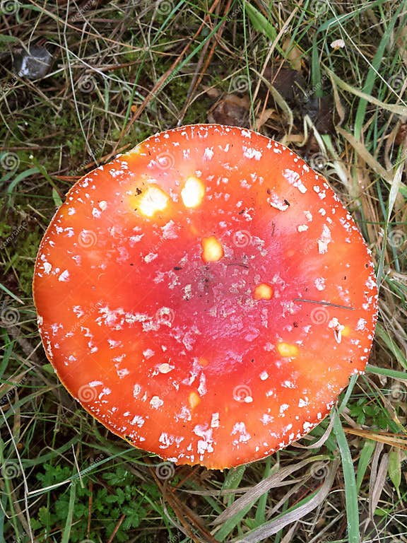 Red and White Spotted Toad Stool Top Stock Photo - Image of magic ...
