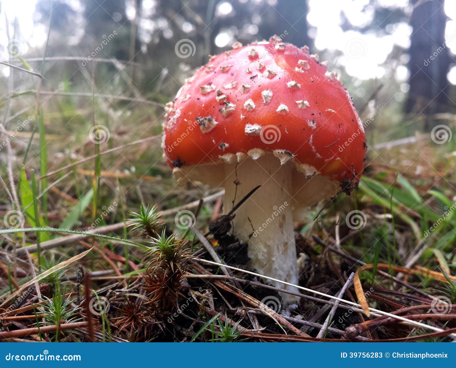 Red and White Spotted Toad Stool Stock Image - Image of nature, fungi ...