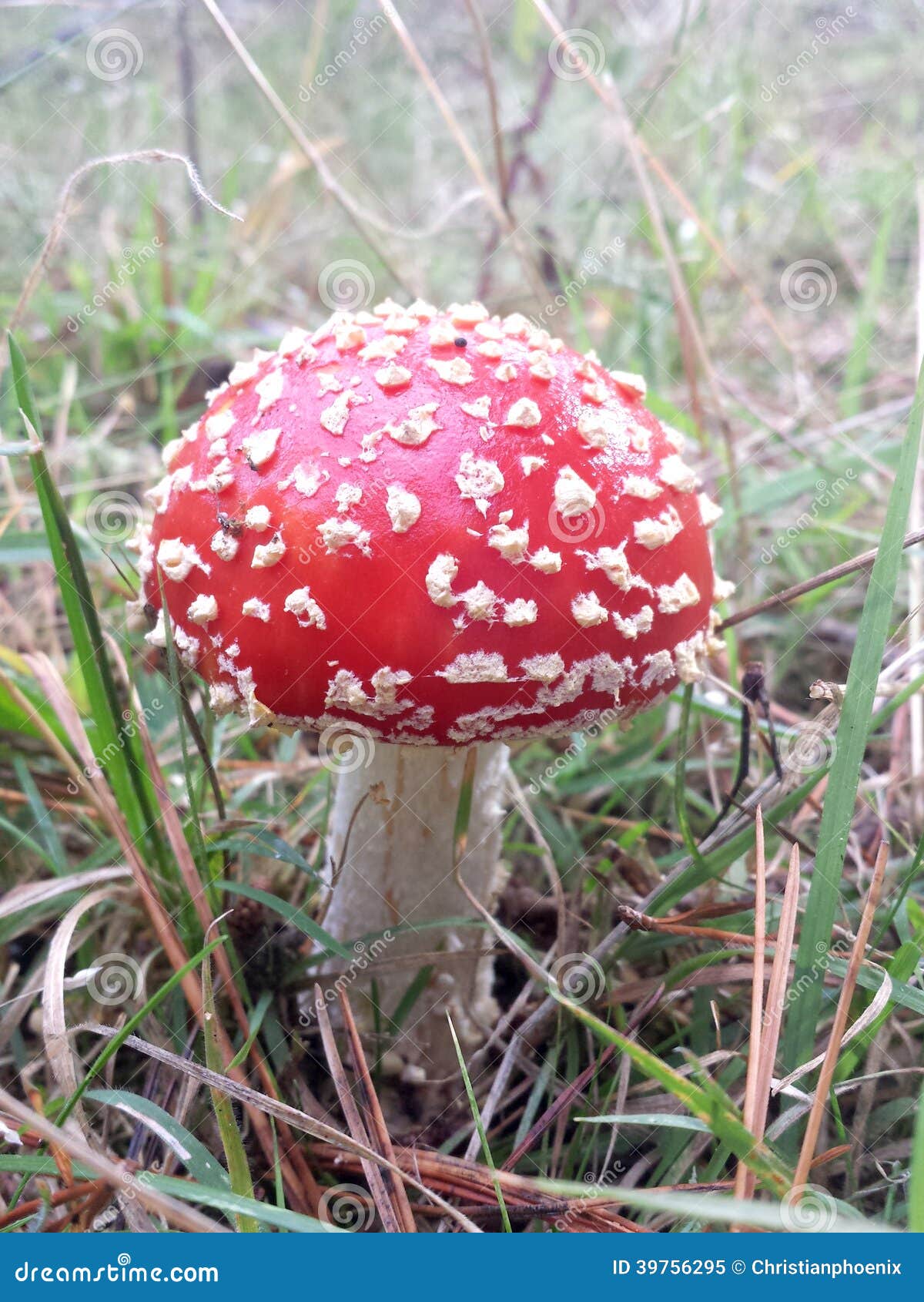 Red and White Spotted Toad Stool Stock Image - Image of toadstool ...
