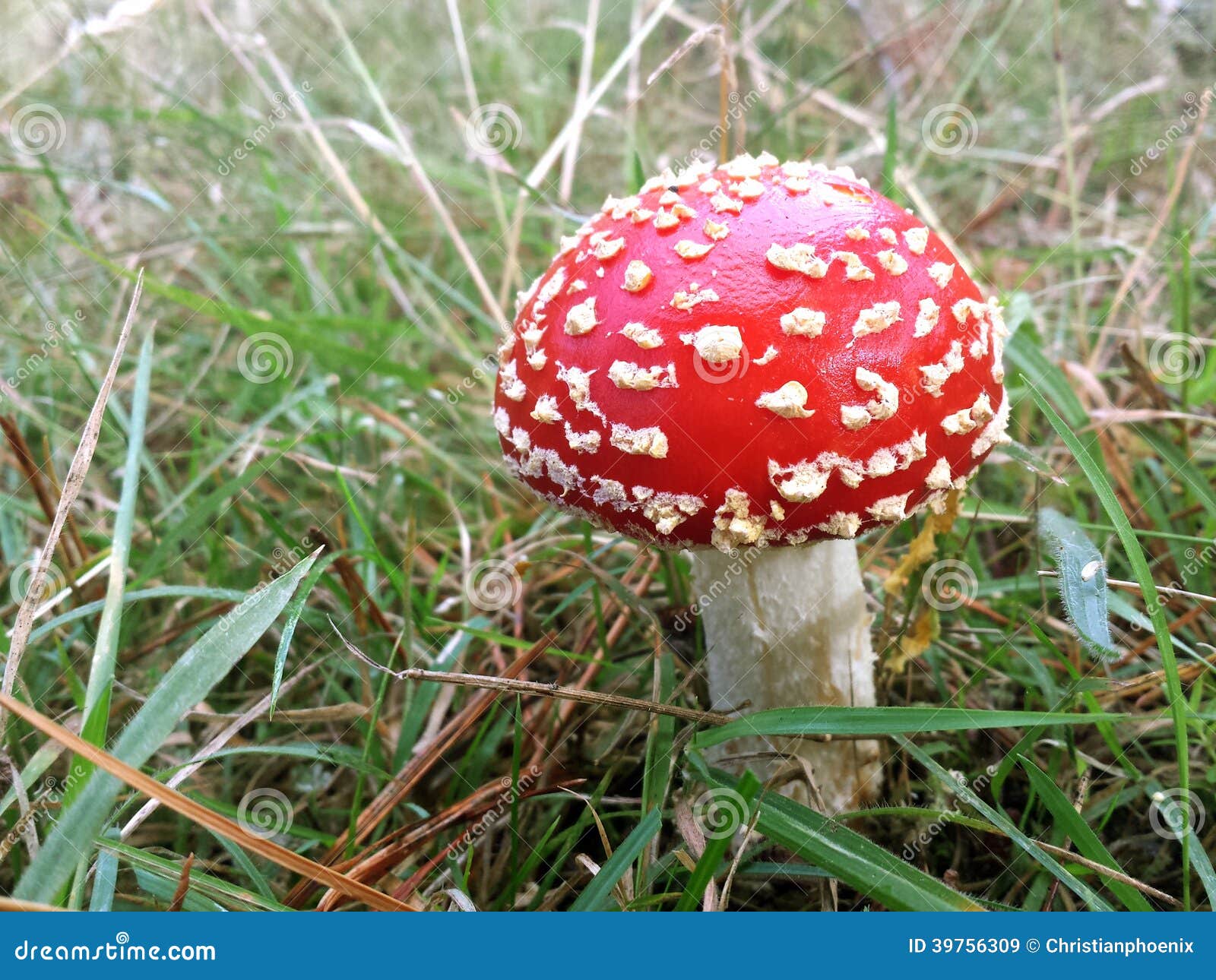 Red and White Spotted Toad Stool Stock Image - Image of spotted, leaf ...