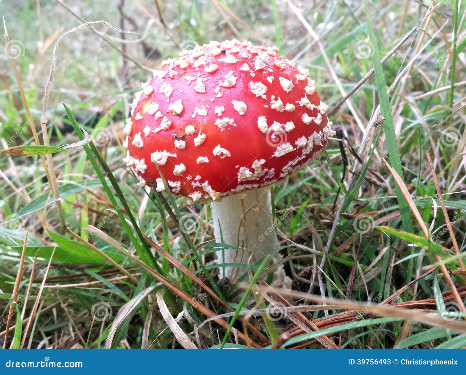 Red and White Spotted Toad Stool Stock Image - Image of toad, magical ...
